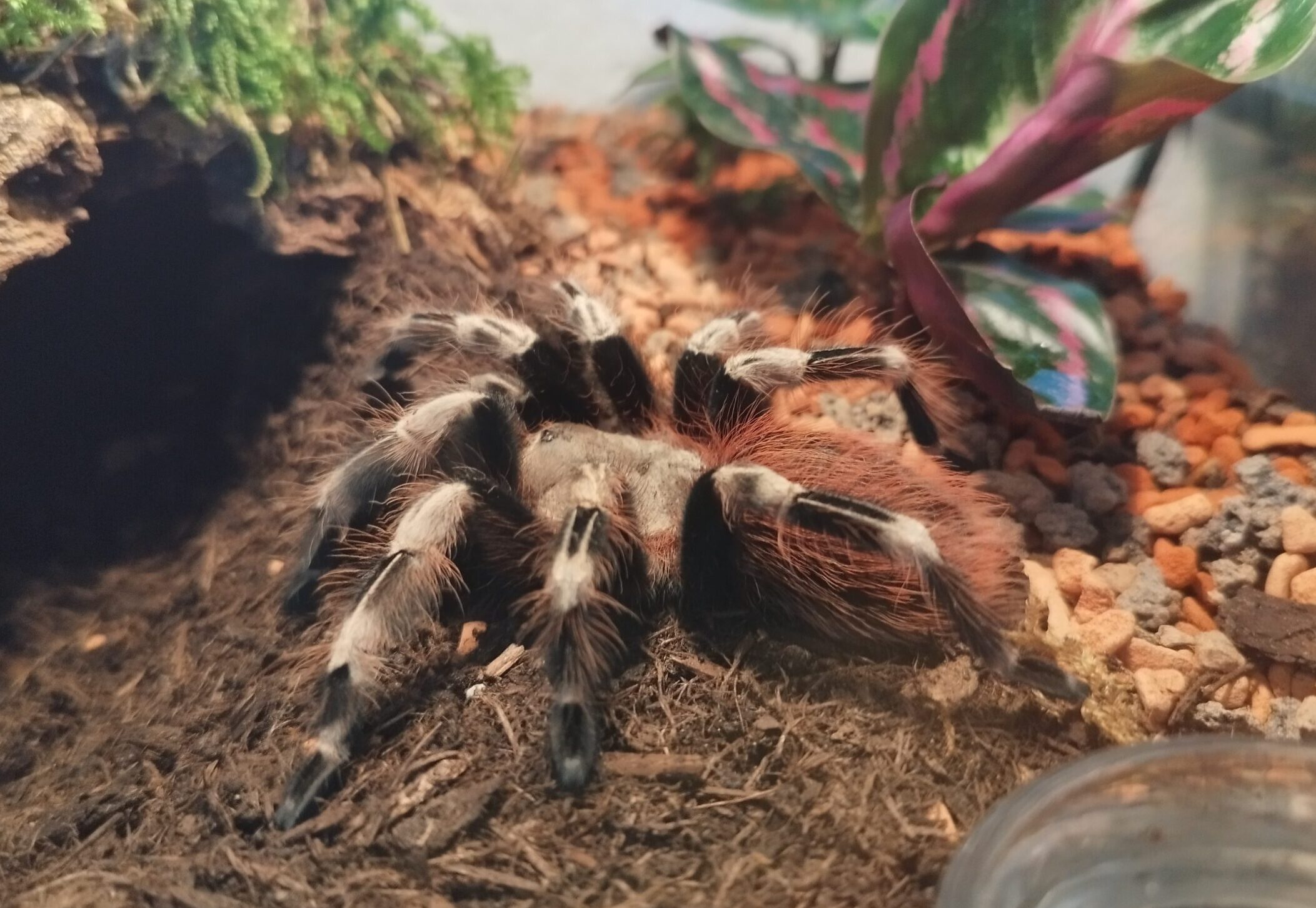 Nhandu chromatus - Vogelspinner.net